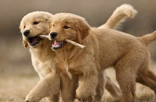 19 Amazing Animal Facts That Will Make You Smile. - Parhlo