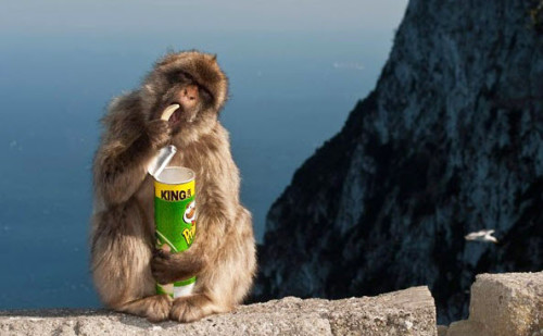 19 Amazing Animal Facts That Will Make You Smile. - Parhlo