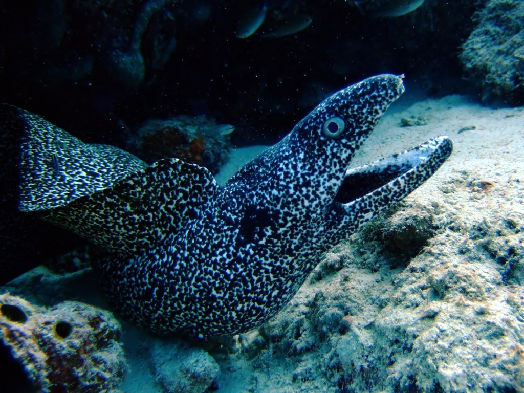 19 Scary Creatures That Live In Our Oceans - Parhlo