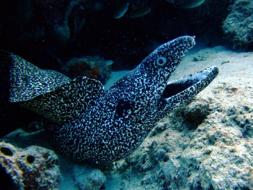 19 Scary Creatures That Live In Our Oceans - Parhlo