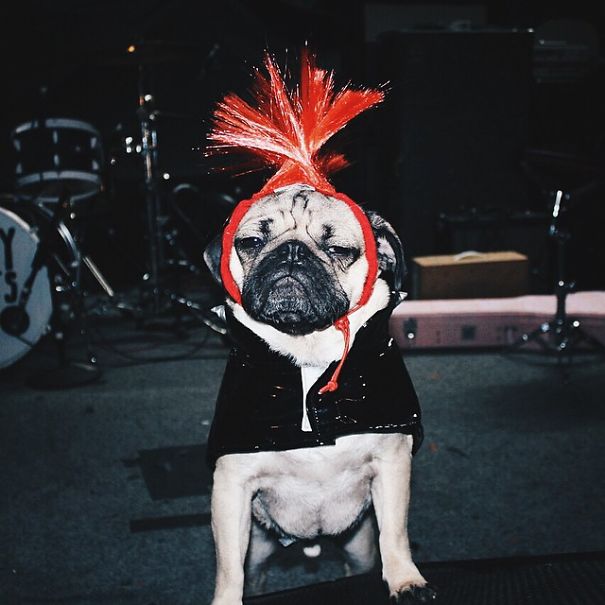 Cute Pug Doug celebrates halloween - Parhlo