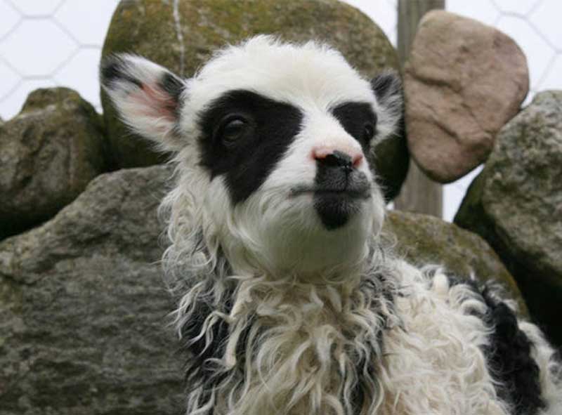 Animals Famous For Their Unusual Fur Markings