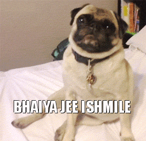 9 Hilarious Dog Gifs That Will Make You ROFL!
