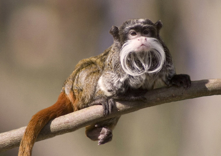 13 Rare Species You Probably Didn't Know Exist