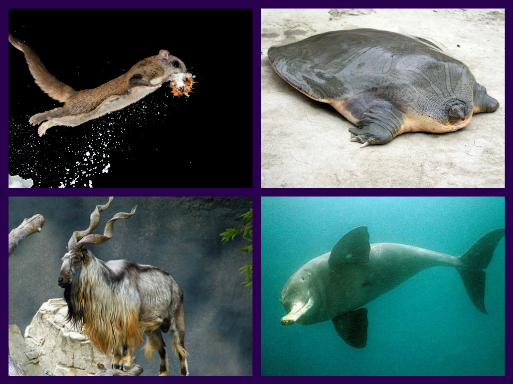 8 Exotic Animals You Won t Believe Exist In Pakistan