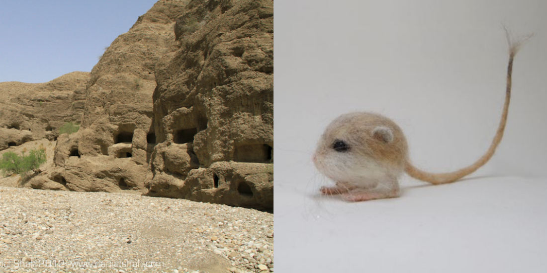 Jerboa Pygmy Baluchistan Page 3 | Baluchistan Pygmy Jerboa Images