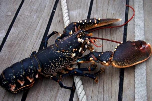 20 Most Expensive Food Items In The World|Parhlo.com