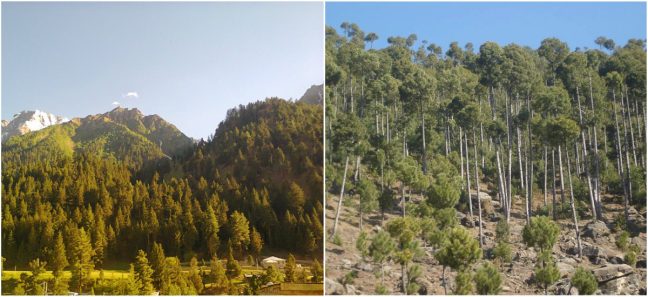 Deforestation Has Taken Pakistan By A Whim And It Has Some Outcomes