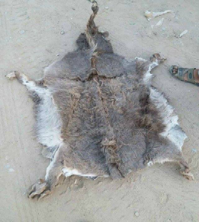 Chinese And Pakistani Smugglers Caught With Almost 5000 Donkey