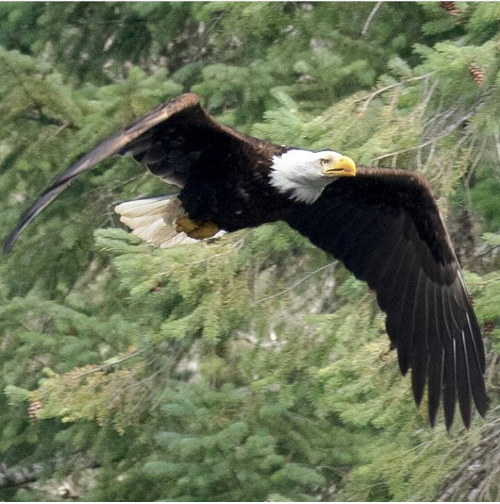 These Are The Most Relatable Ashaar of Allama Iqbal