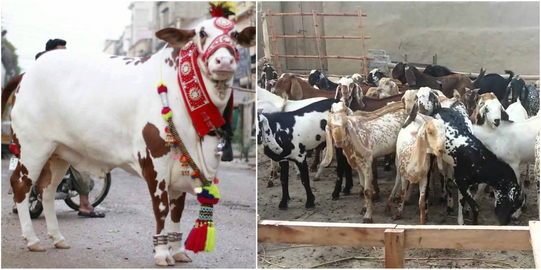 Kapooray Are Testicles - Do You Know What Else We Eat On Bakra Eid ...