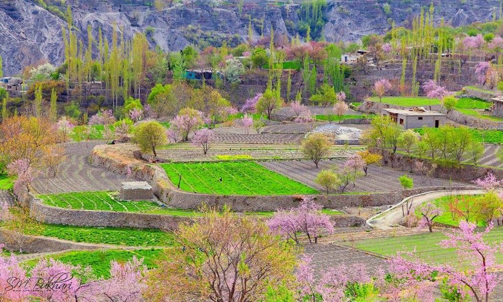 5 Places Every Pakistani Needs to Visit to Witness the Magical "Cherry ...