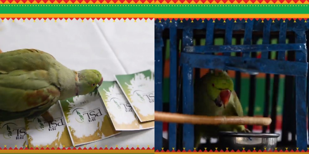 This Psychic Parrot is Absolutely on Point with His Predictions of PSL ...