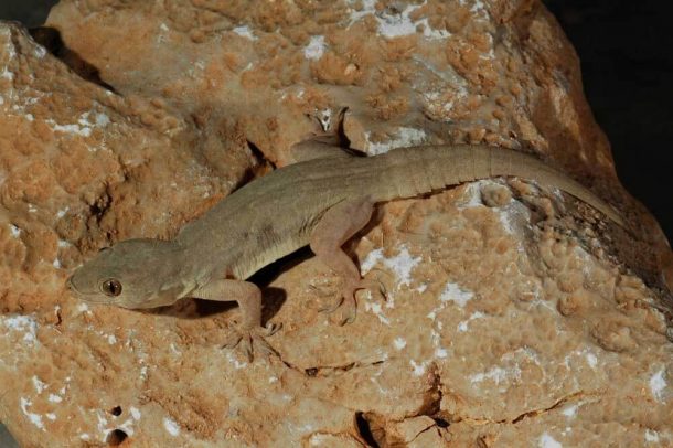 According To Islam, Why Killing Lizards Is A Good Deed In Islam