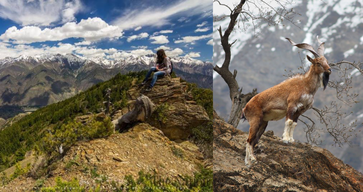 Ever Seen An Astor Markhor? This Is How Zeera Plus Is Promoting Some ...