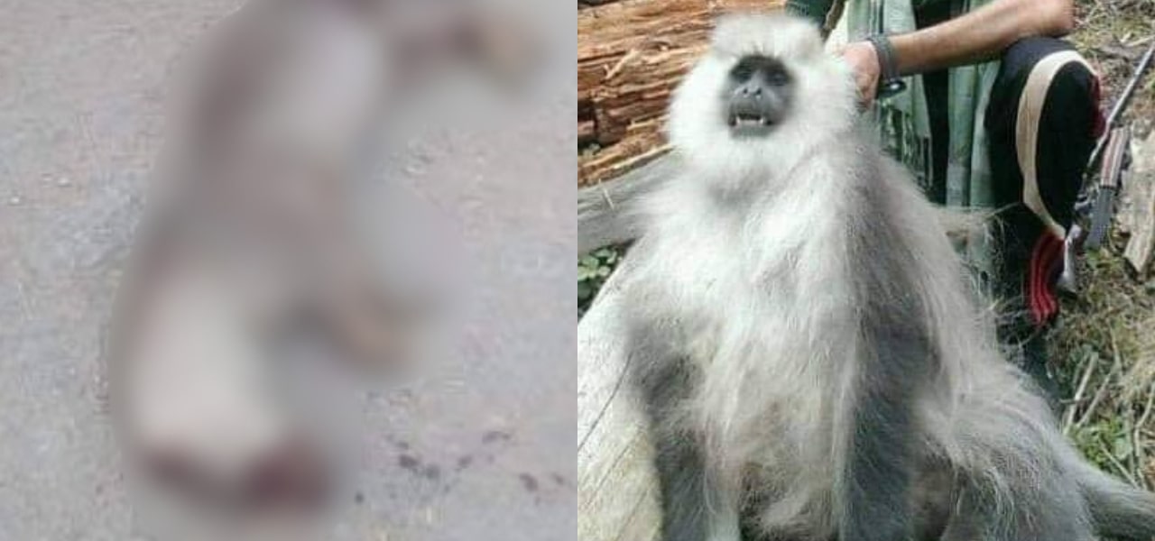 These Rare Innocent Animals Were Brutally Killed In Pakistan And People ...