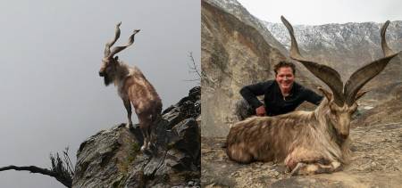 Trophy Hunting Of Markhor Is Done Moderately - Animal's Population Is ...