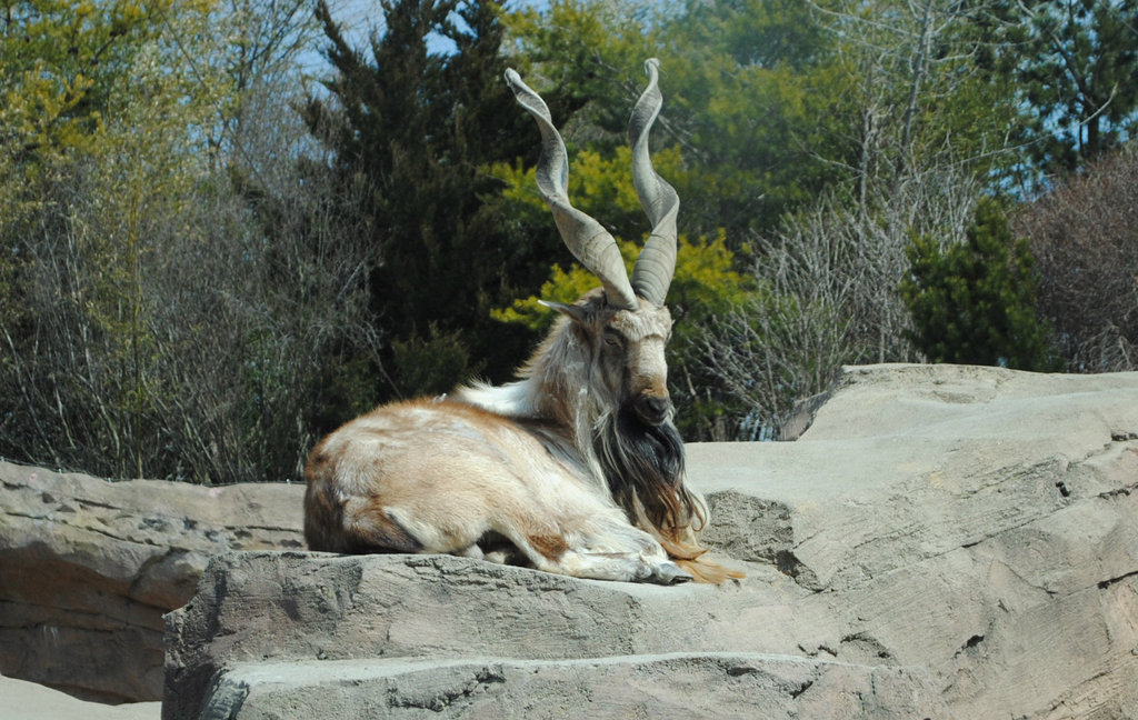 Trophy Hunting Of Markhor Is Done Moderately - Animal's Population Is ...