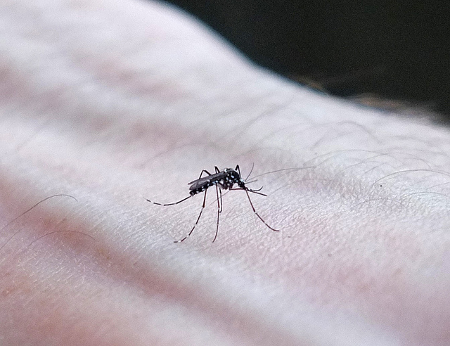 How To Identify If You Have Dengue Fever - Its Symptoms And Treatment ...