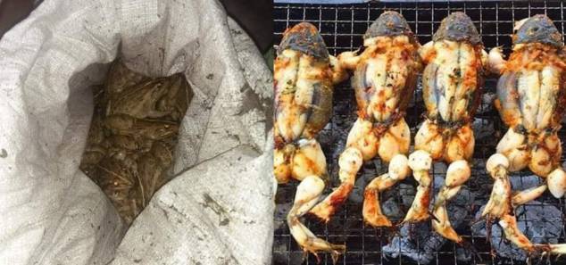 Lahoris Remain Worried After Police Recovered 5 Tonnes Of Frog Meat!