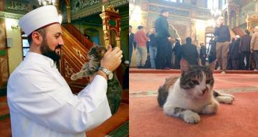 Imam In Turkey Lets Cats Stay Inside Mosque To Keep Them Warm