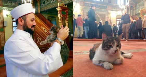 Imam In Turkey Lets Cats Stay Inside Mosque To Keep Them Warm