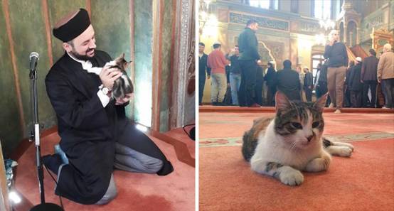 Imam In Turkey Lets Cats Stay Inside Mosque To Keep Them Warm