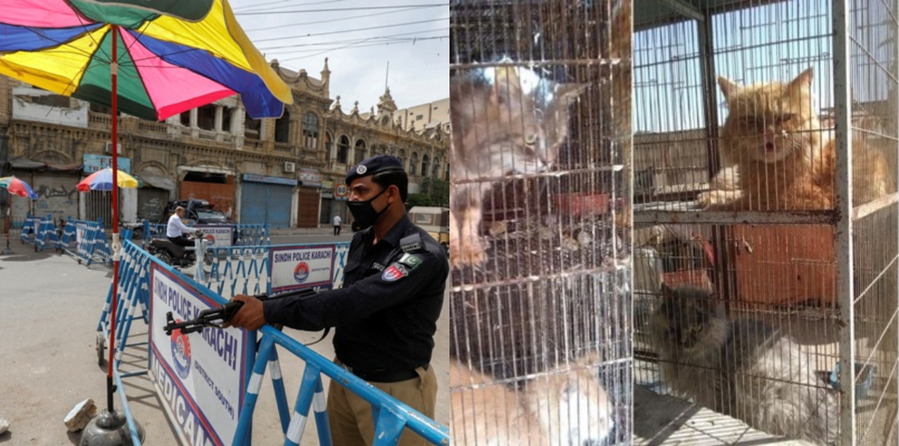 With Humans In Lockdown, Many Animals Are Dying