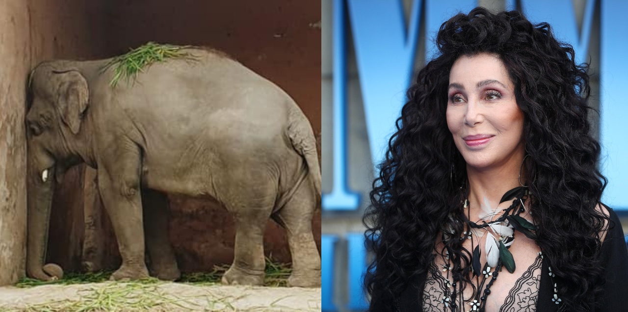 Kaavan Is Free: Goddess of Pop Cher Thanks Pakistan For Freeing The ...