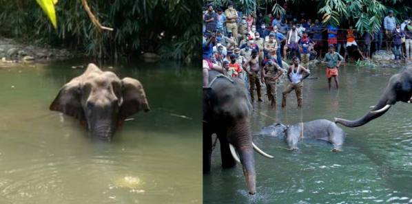 Elephant Dies After Eating Firecracker Hidden In Fruit That Exploded In ...