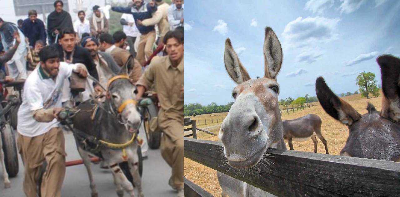 Pakistan Among Top 3 Countries To Have The Most Donkeys!