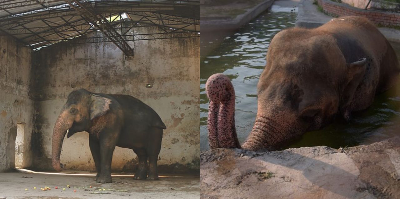 Kaavan Is All Set To Find A 'New Home' In Cambodian Wildlife Sanctuary