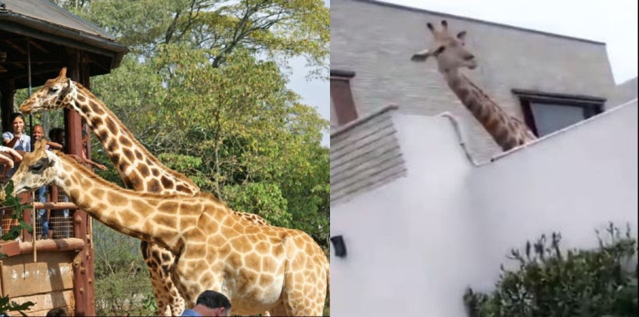 Giraffe Spotted Inside A House In DHA Karachi During Rain - Are We ...