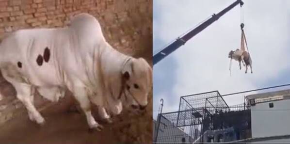 Cow Carried By Crane For Sacrifice In Pakistan Slips & Falls To ground