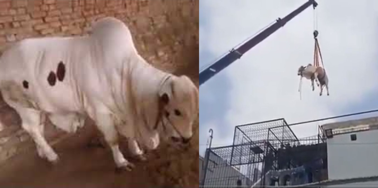 Cow Carried By Crane For Sacrifice In Pakistan Slips & Falls To ground