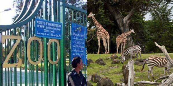 513 Rare & Exotic Animals Go Missing From Marzghar Zoo In Islamabad