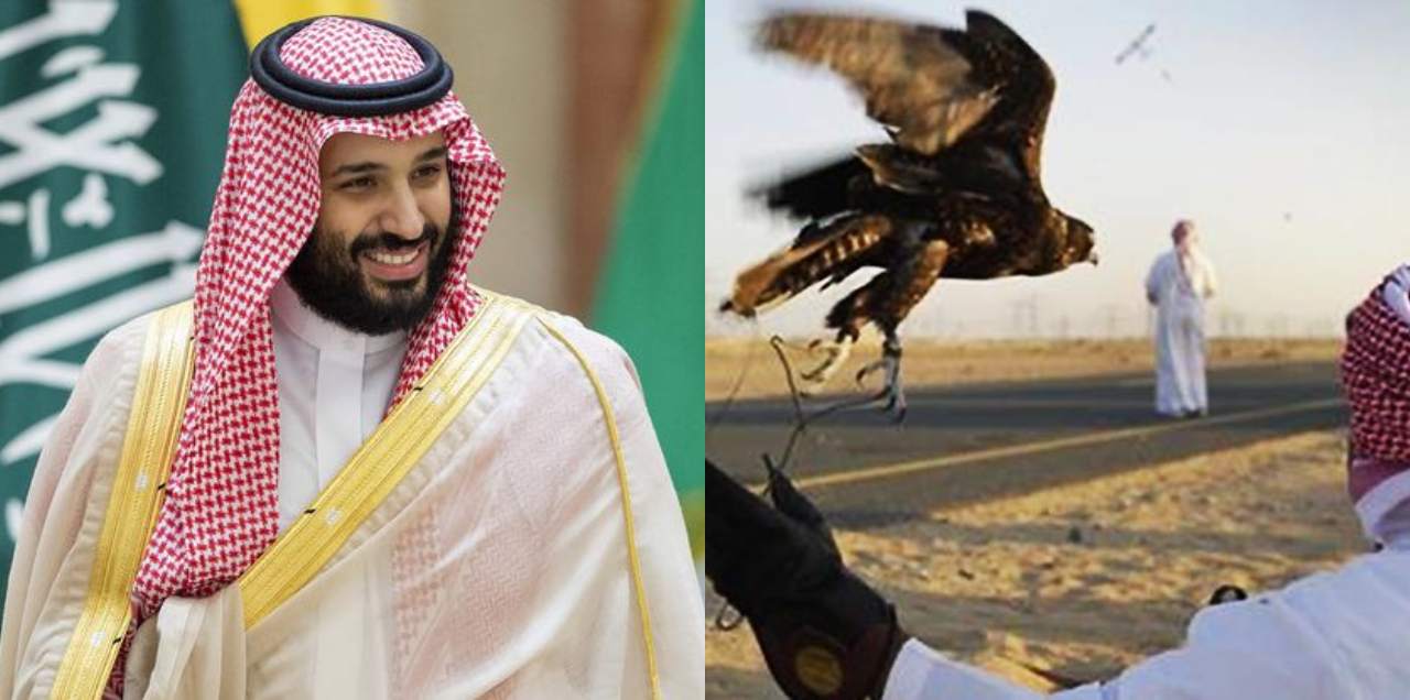 WHAT! Saudi Crown Prince MBS Given Permission To Hunt Rare Houbara ... WHAT! Saudi Crown Prince MBS Given Permission To Hunt Rare Houbara ...