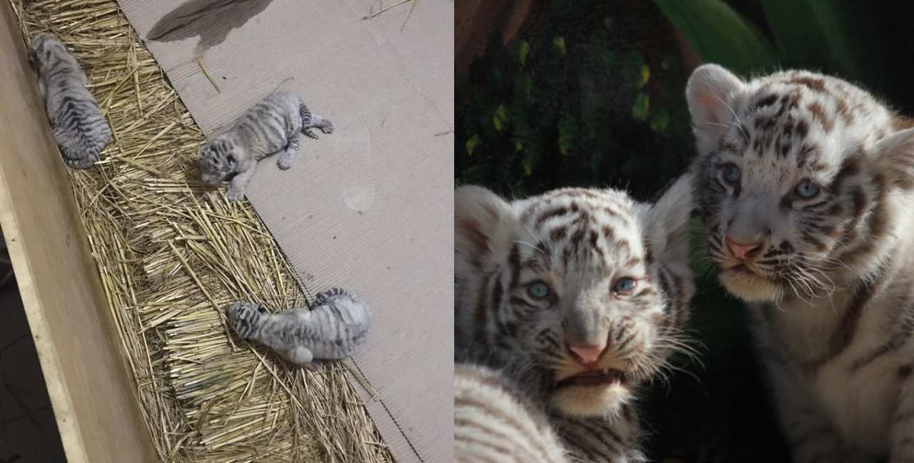 First COVID-19 Animal Infection In Pakistan? Two White Tiger Cubs In ...