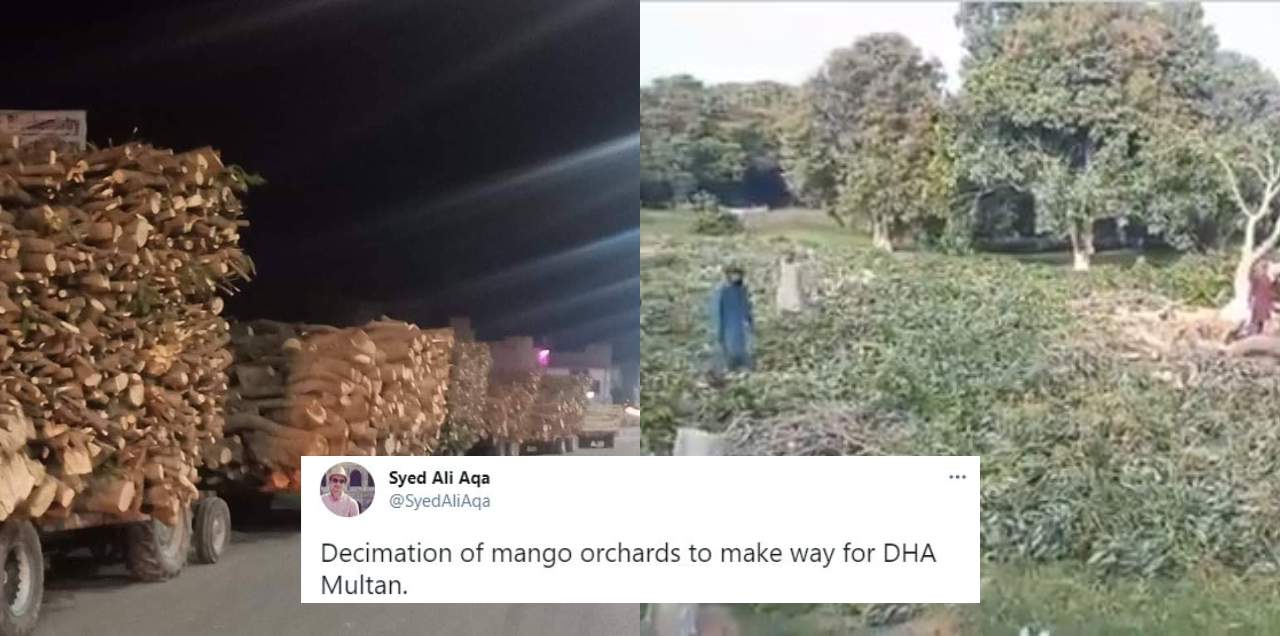 Horrible! Why DHA Has Cut About 6,000 Acres Of Mango Orchards In Multan?