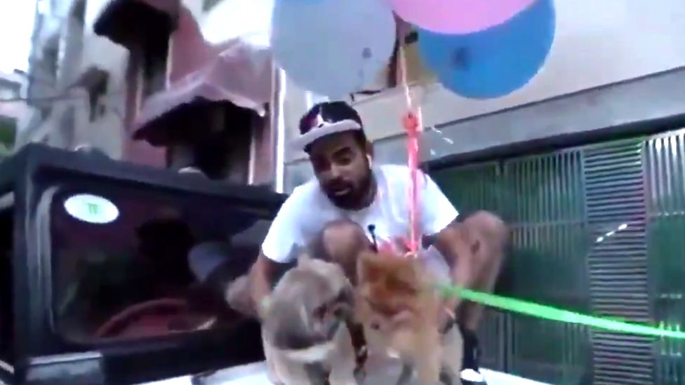 A YouTuber Tries To Fly Helpless Dog With Helium Balloons For Vlog ...