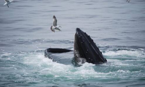 Wait, WHAT! Humpback Whale Swallows This Man For 30 Seconds & Then ...