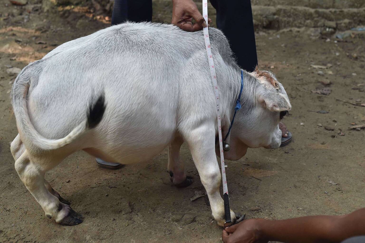 Meet Rani - The 20-Inch Dwarf Cow In Bangladesh Is 'The Smallest In The ...