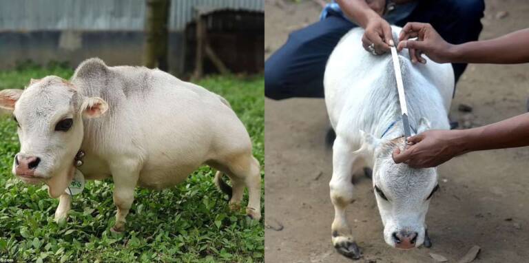 Meet Rani - The 20-Inch Dwarf Cow In Bangladesh Is 'The Smallest In The ...
