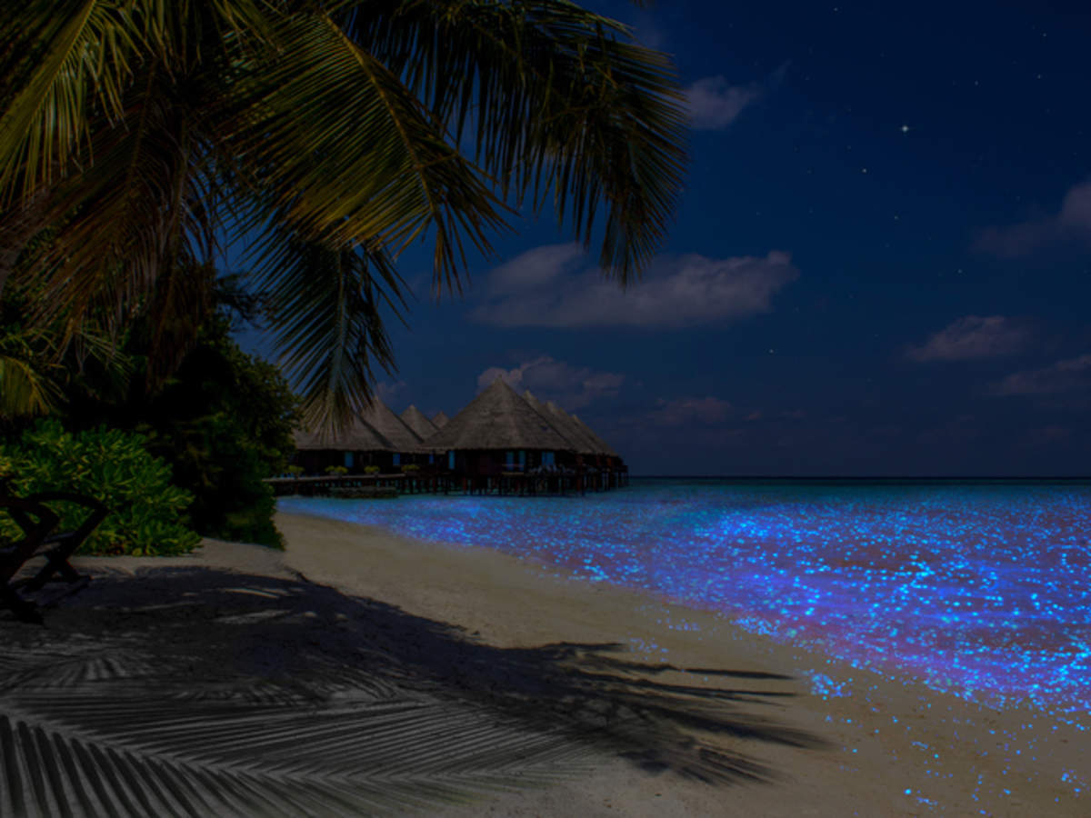 Top 10 Reasons You Must Travel To The Maldives In 2024