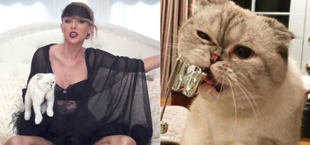 Taylor Swift Cat Olivia Benson Worth $97 Million