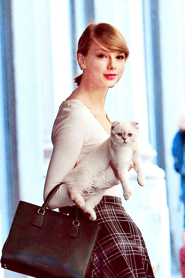 Taylor Swift Cat Olivia Benson Worth $97 Million