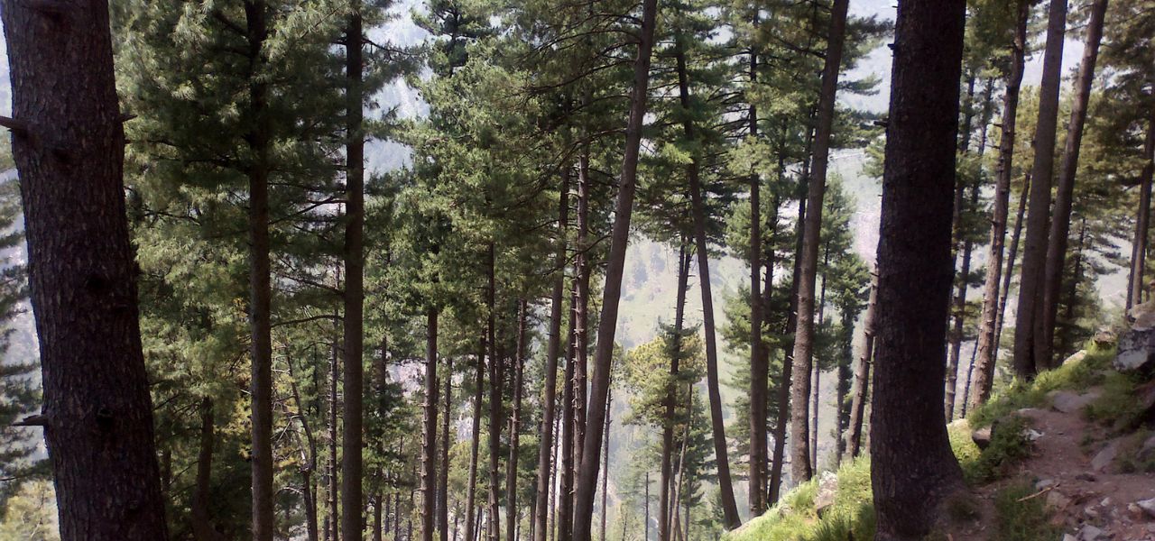 You Should Know About Importance of Forest In Pakistan - Parhlo