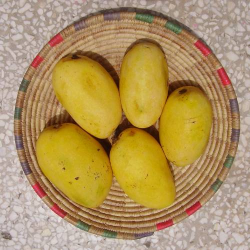 The King of Fruits: List of The 7 Types of Mangoes in Pakistan