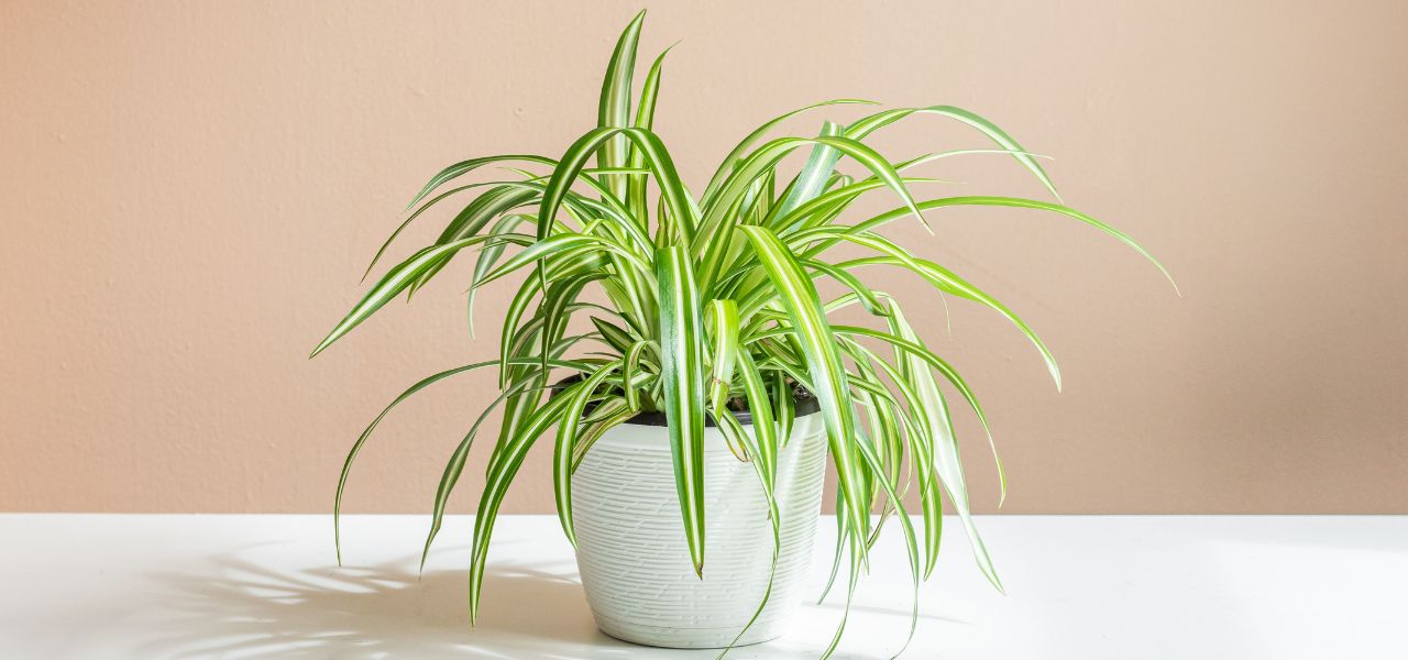 Plants "Scream" when uprooted, scientists record sound for the first ...